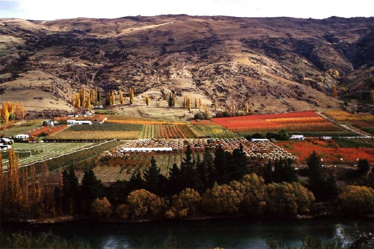 Teviot Orchard Company | Central Otago NZ