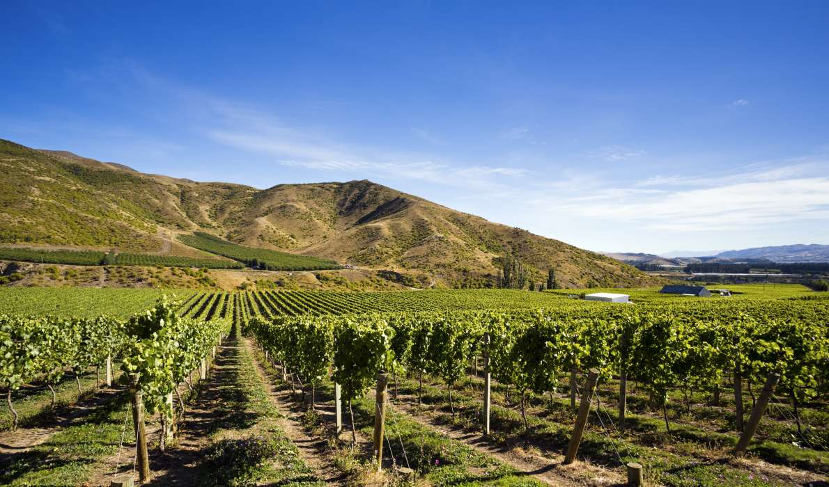 Two Paddocks Vineyard | Central Otago NZ